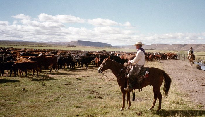 Welcome to the Californios Ranch Roping and Stock Horse Contest
